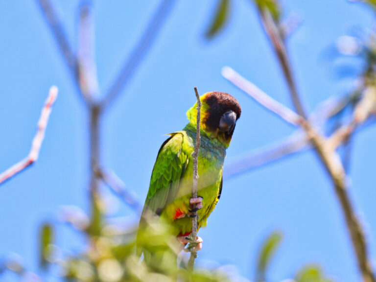 Birdwatching in the Florida Keys: Beautiful Birds (and the Scoop on ...