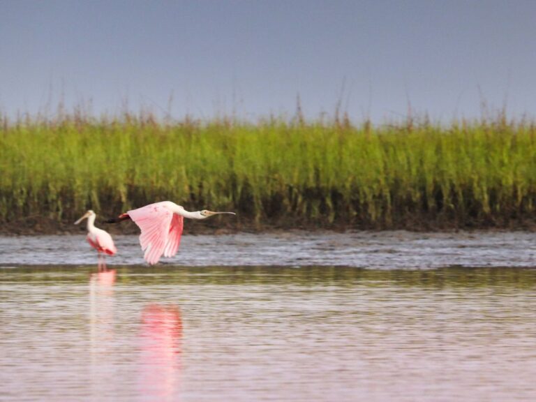 Birdwatching in the Florida Keys: Beautiful Birds (and the Scoop on ...