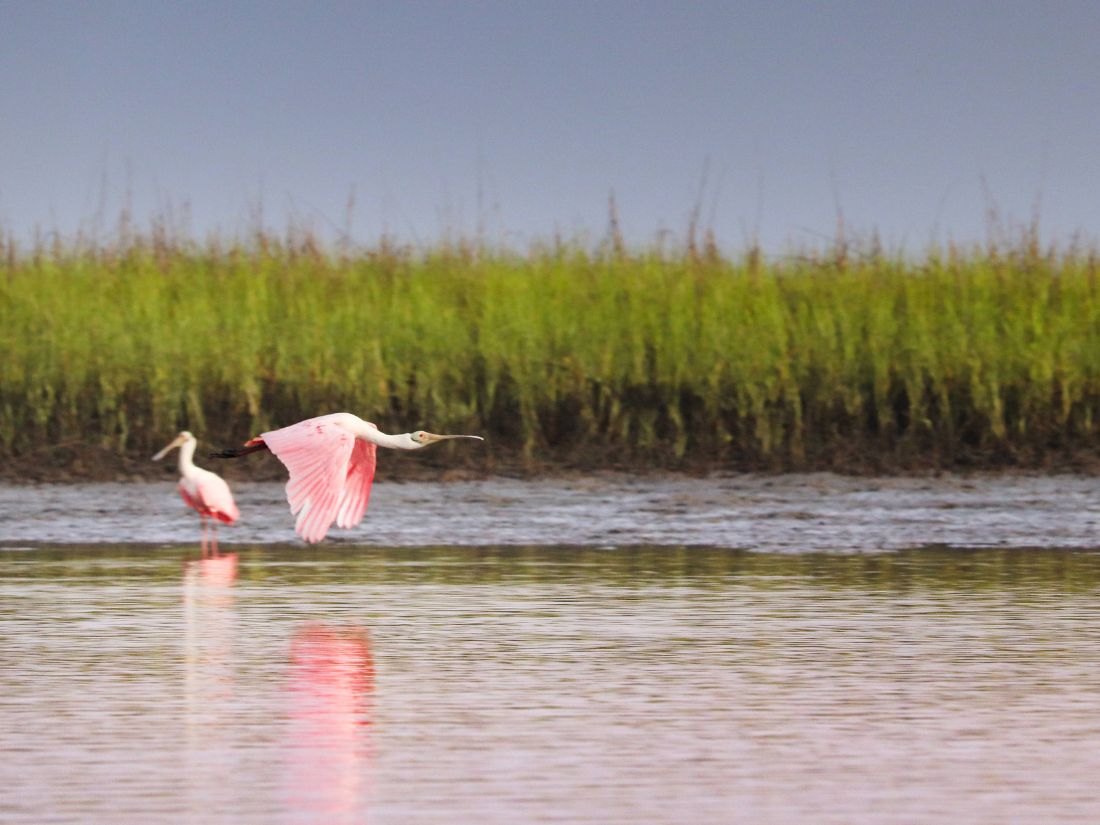 Birdwatching in the Florida Keys: Beautiful Birds (and the Scoop on ...