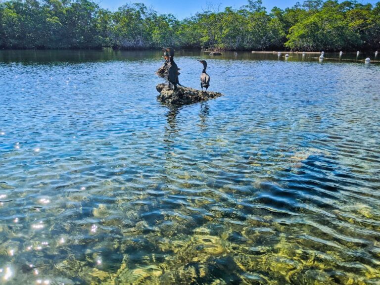 Guide to John Pennekamp Coral Reef State Park, Key Largo in the Florida ...