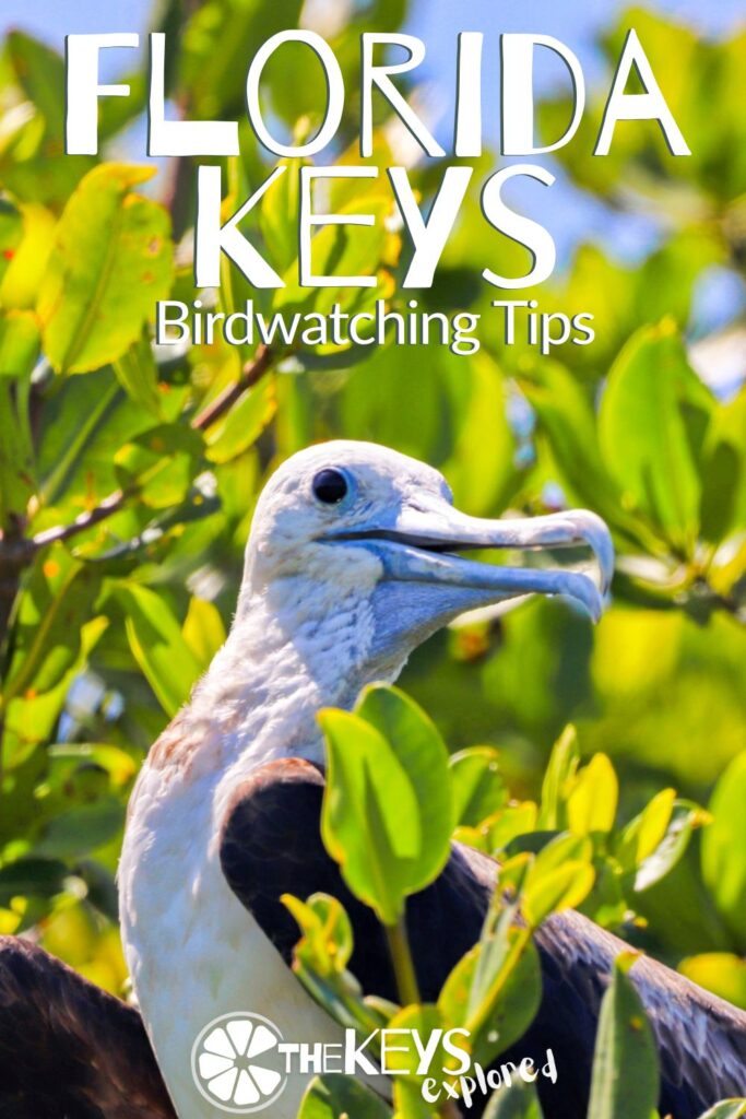 Birdwatching in the Florida Keys: Beautiful Birds (and the Scoop on ...
