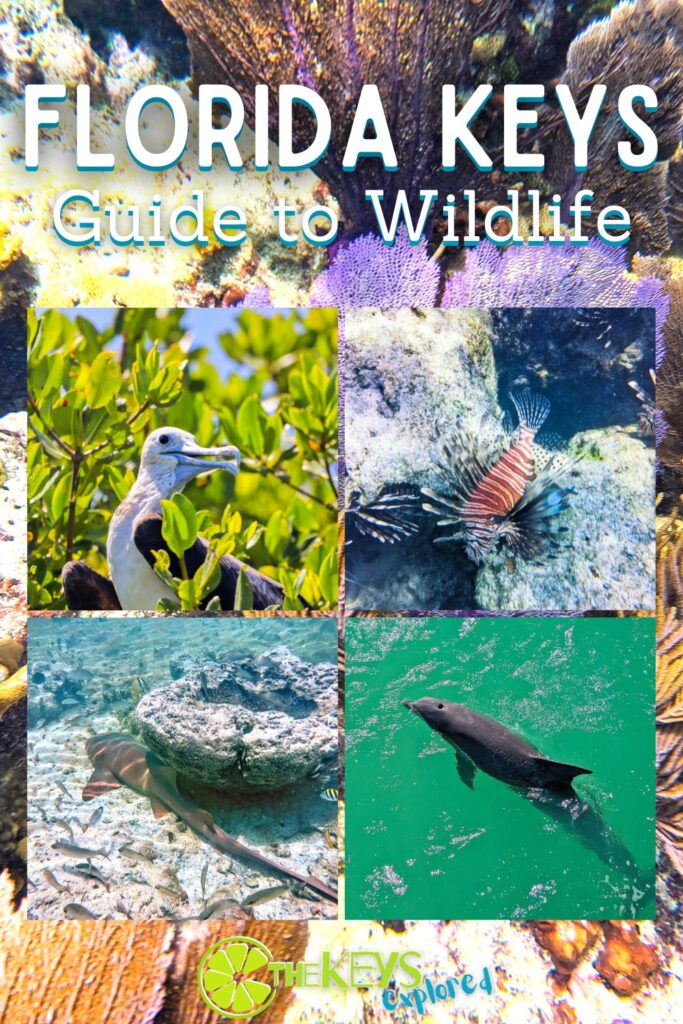 Wildlife in the Florida Keys - Tips for Awesome Wildlife Experiences