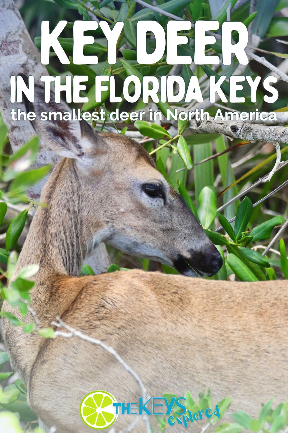 Seeing Key Deer on Big Pine Key: Smallest Deer in North America