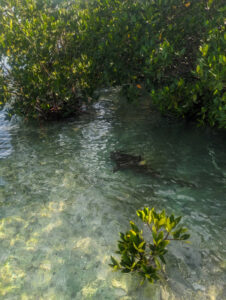 Kayaking tour at Geiger Key: Key West Kayaking Wonderland