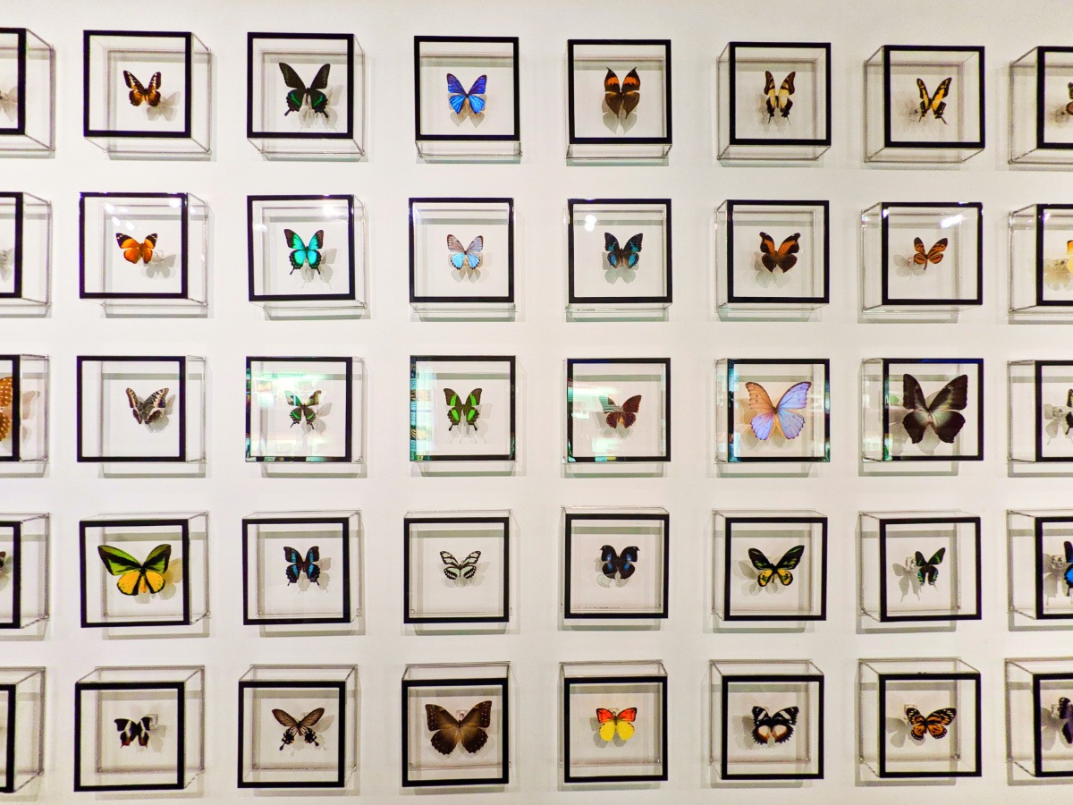 Visiting the Key West Butterfly Conservatory: a Beautiful Oasis - The ...