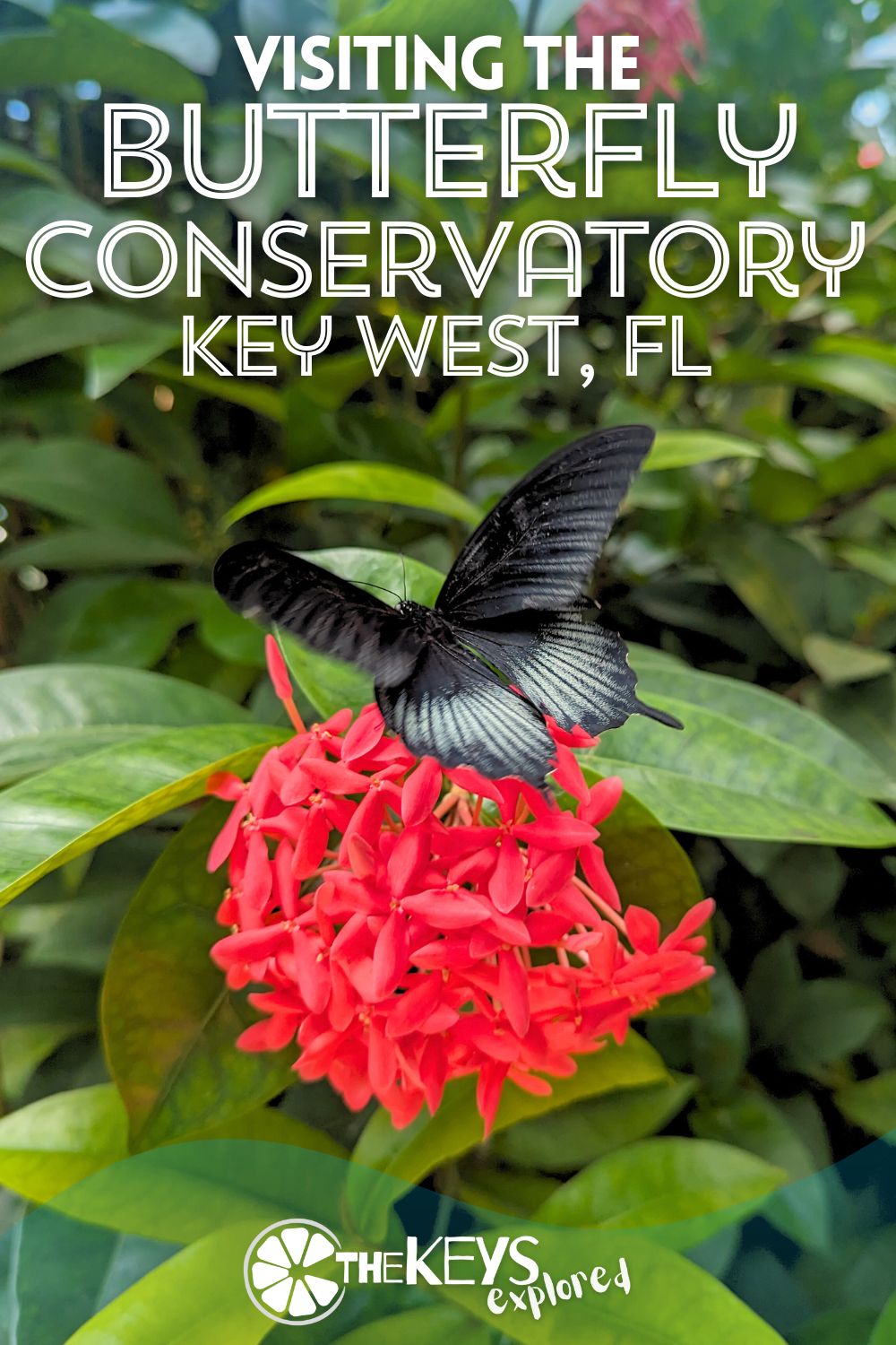 Visiting the Key West Butterfly Conservatory: a Beautiful Oasis - The ...