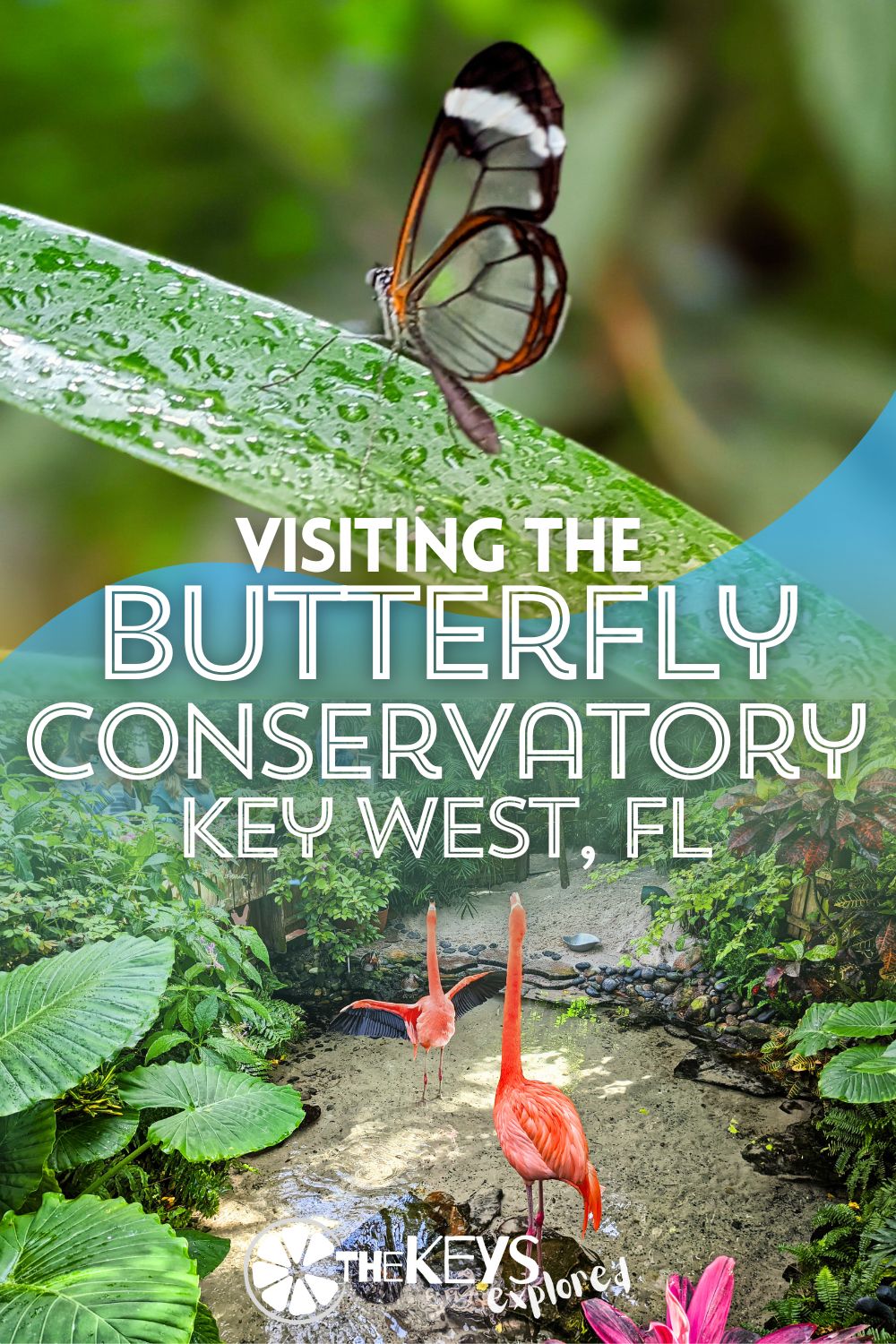 Visiting the Key West Butterfly Conservatory: a Beautiful Oasis - The ...