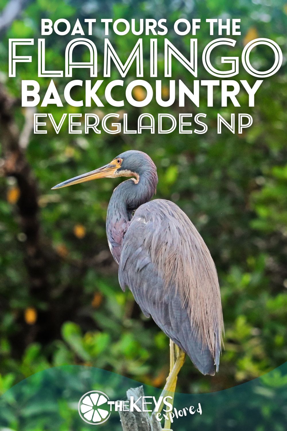 Exploring Everglades NP - Flamingo Backcountry Boat Tour