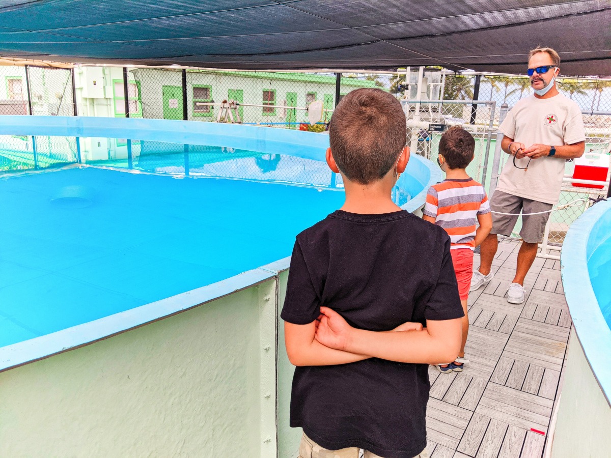 Visiting the Marathon Sea Turtle Hospital - a Special Experience