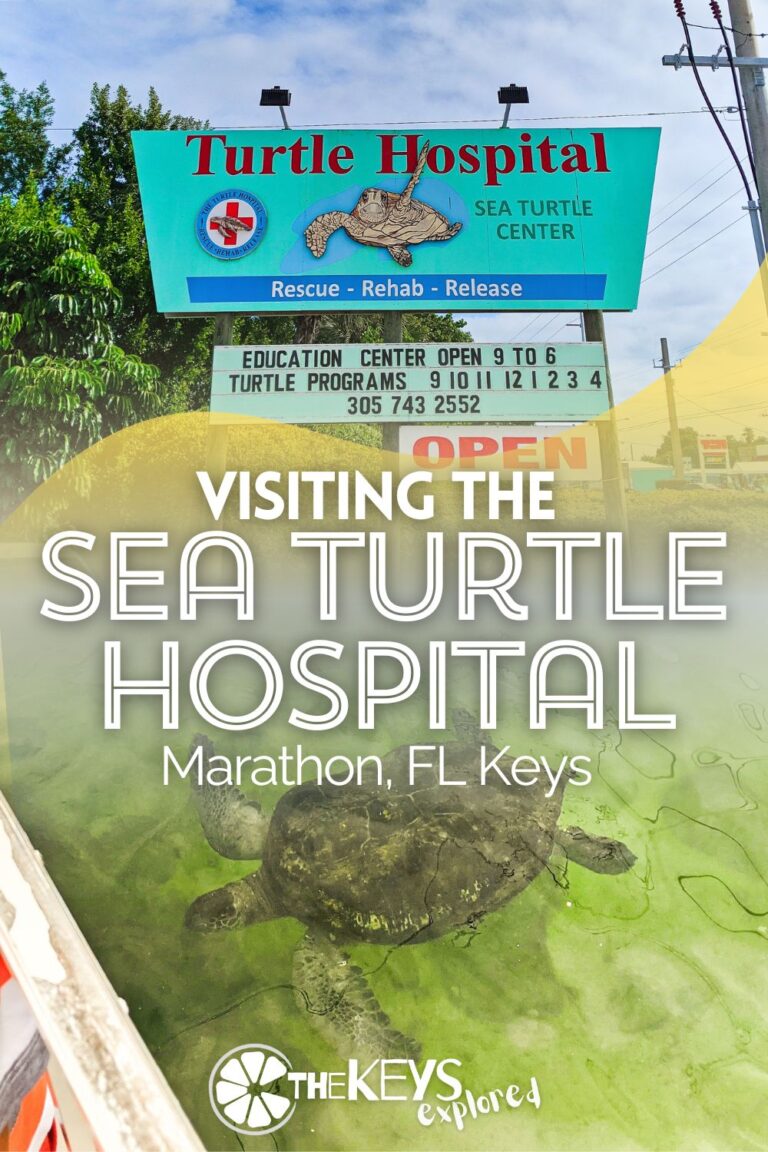 Visiting the Marathon Sea Turtle Hospital - a Special Experience