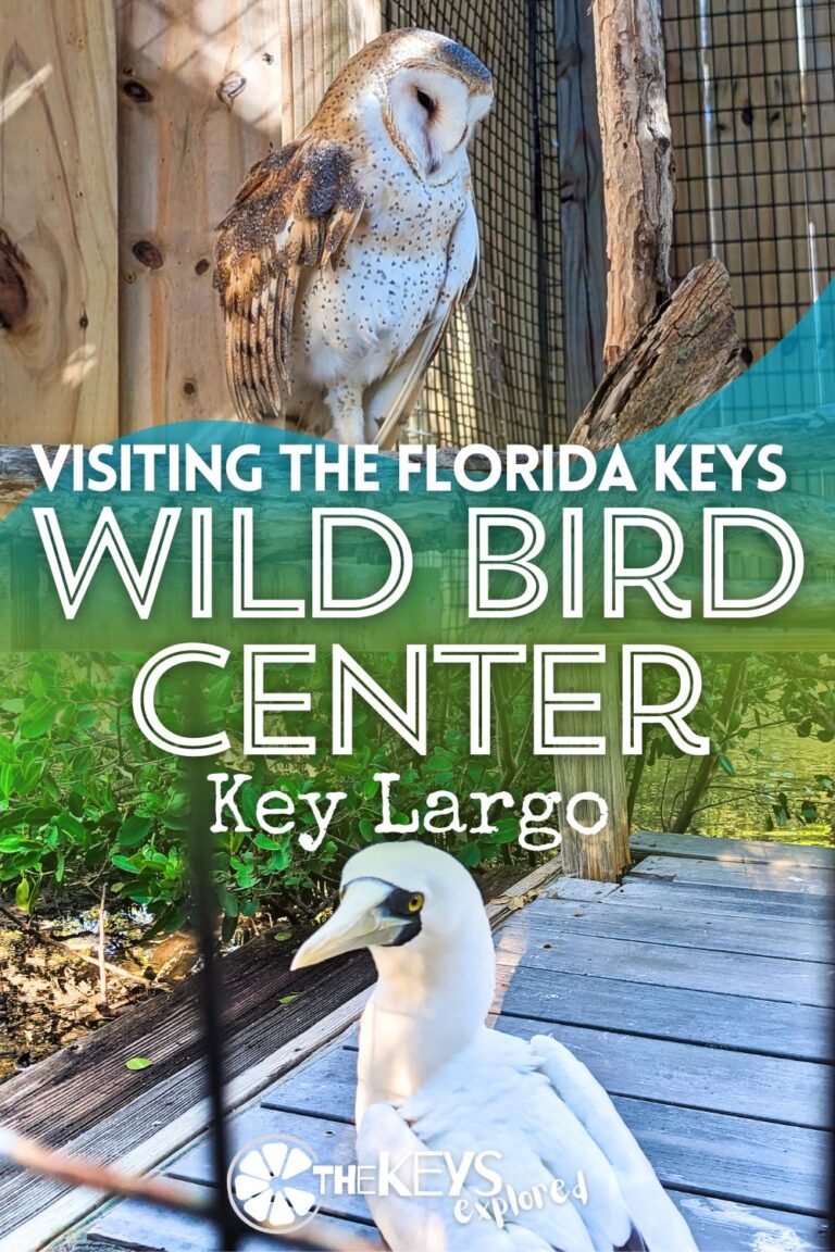 Florida Keys Wild Bird Center and Sanctuary on Key Largo